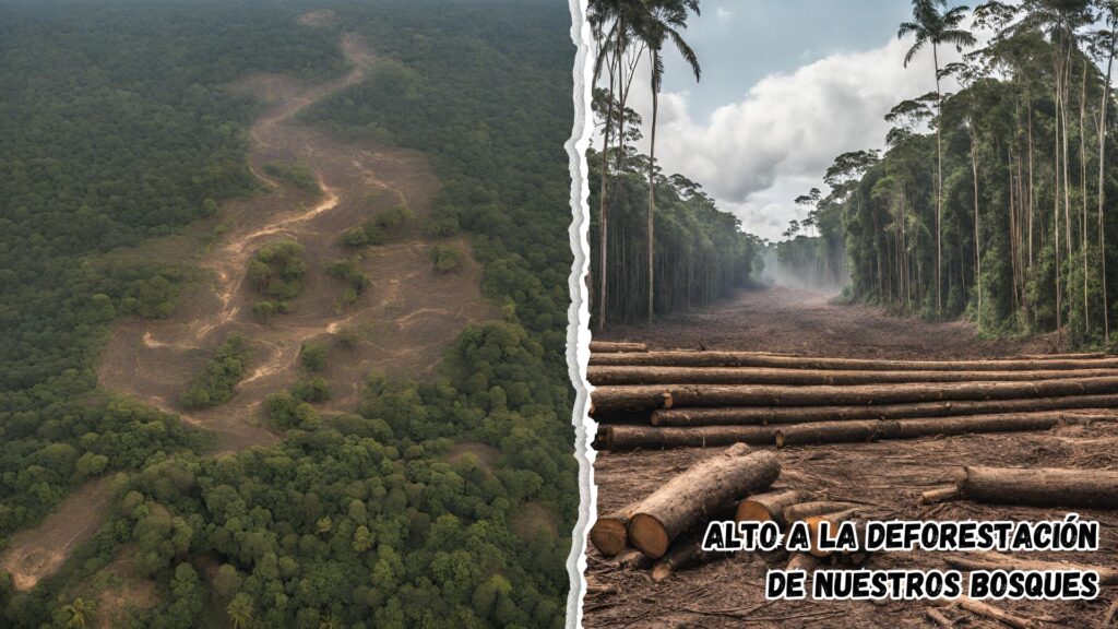 Día internacional de los bosques: ¡Juntos contra la deforestación ...